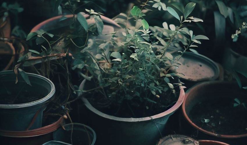 Plant Problems | gardenbotany.com
