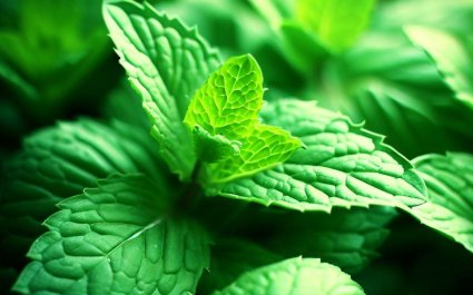 How to Grow Mint from Cuttings?